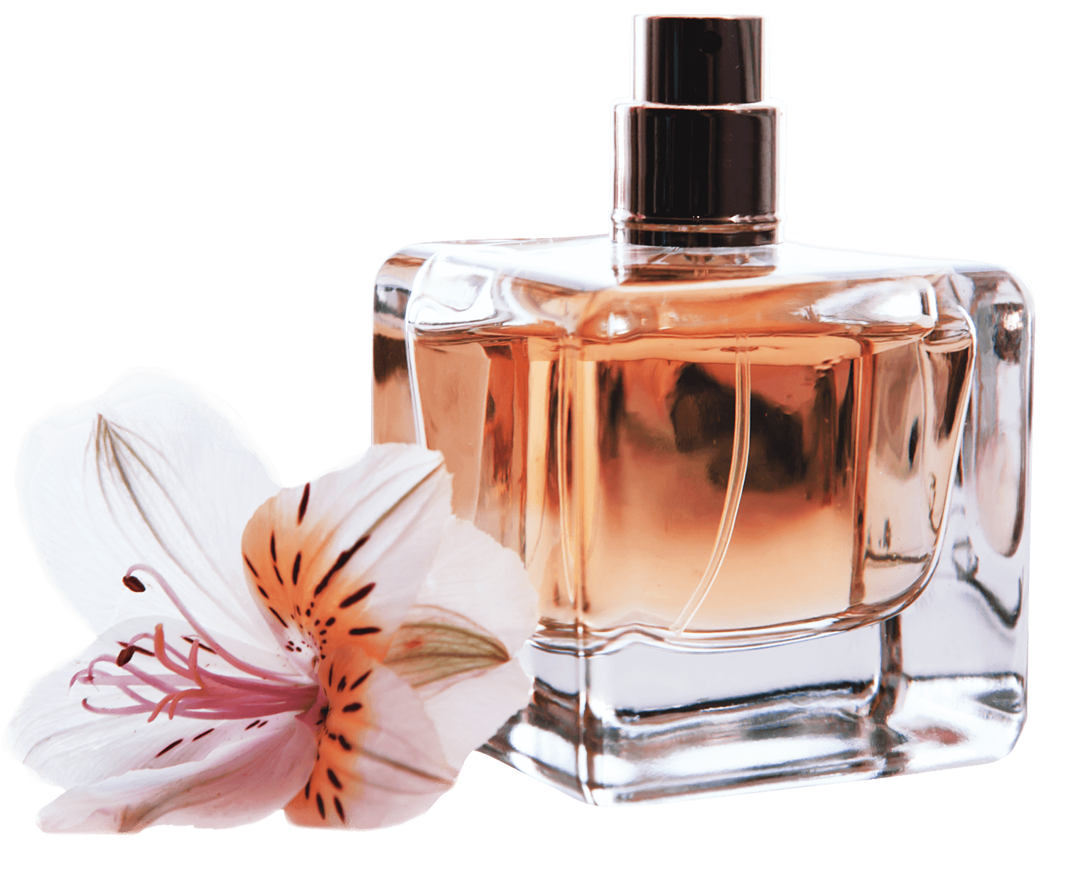 Best Perfume Manufacturers & Supplier | The Pack Partners